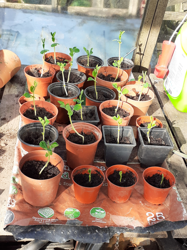 Ooh, Aarr, A Guide To Rough Vegetable Gardening, Part 2 – Going Postal