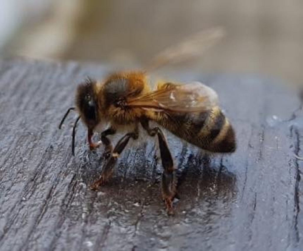 More Bees – Going Postal