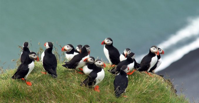Evolution of a Puffin – Going Postal
