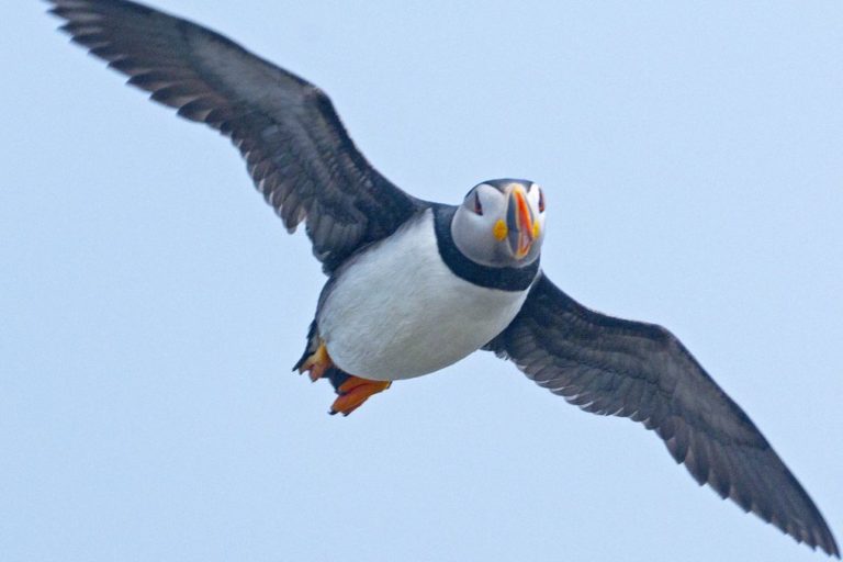 Evolution of a Puffin – Going Postal