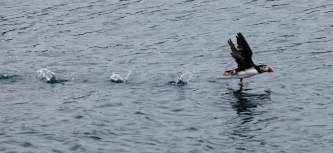 Evolution of a Puffin – Going Postal