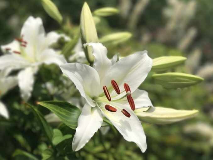 Always Worth Saying’s Question Time Review – Going Postal